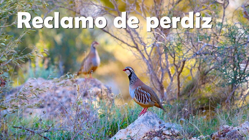 Caza de Perdiz con Reclamo - 2025